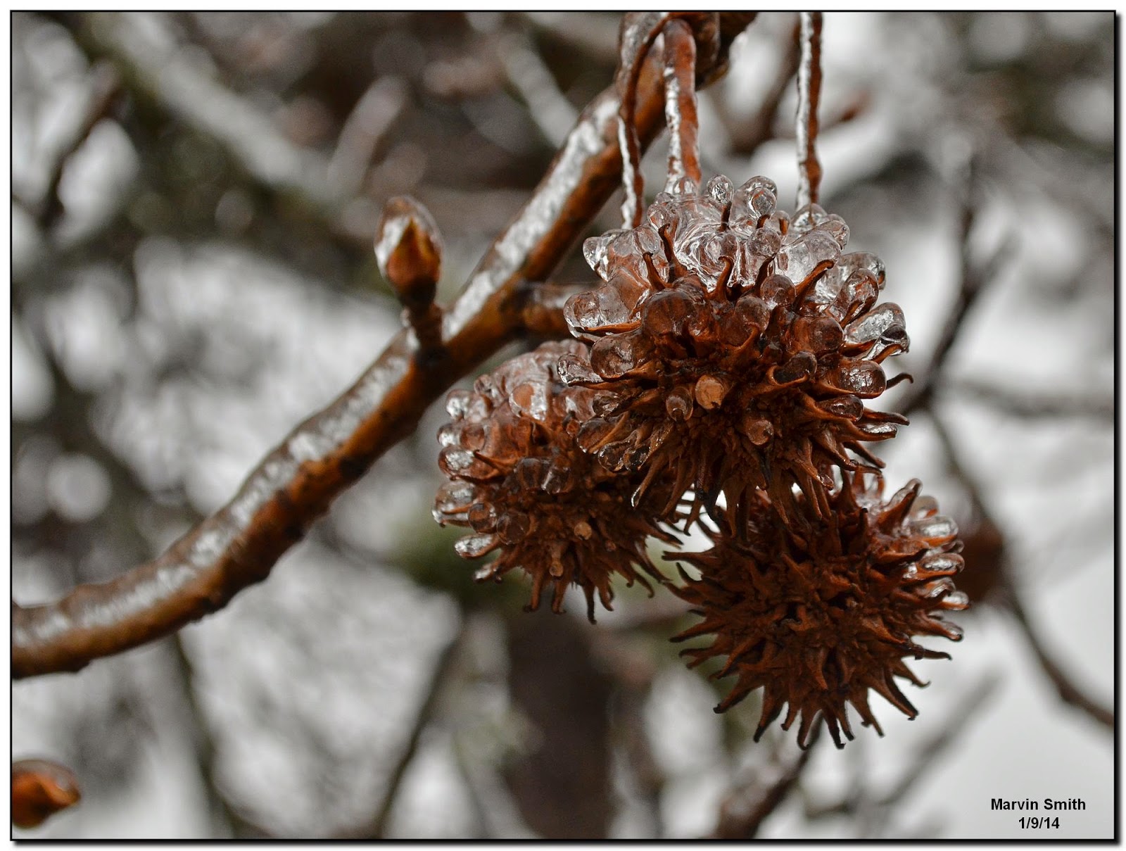Nature in the Ozarks: American Sweetgum balls (Liquidambar styraciflua)