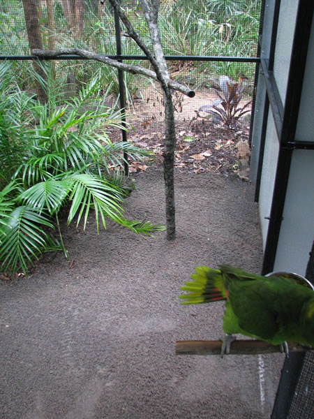 Parrot Behaviour & Enrichment Consultations: Aviary `Re-scaping'
