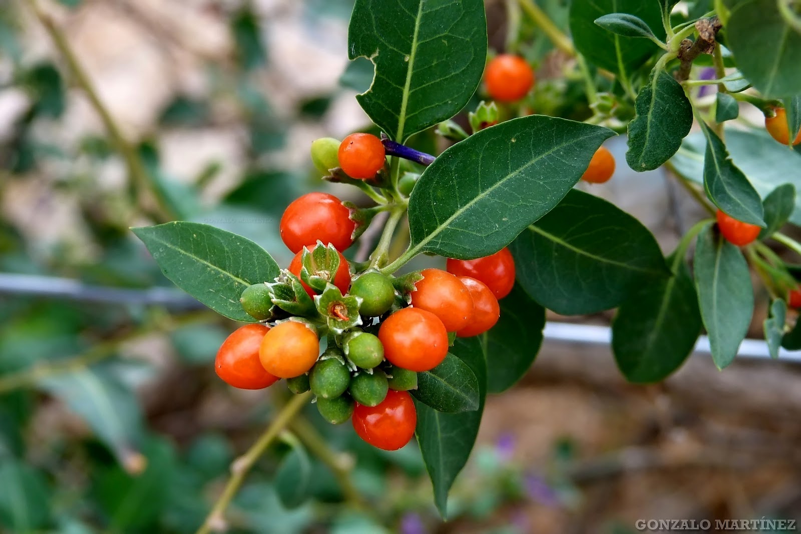 Photography-Fotografía: Fotos de frutos - Photos of Fruits