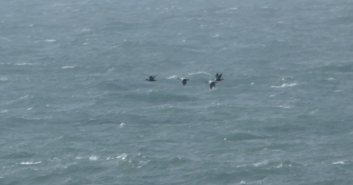 IOW birds and nature: St Cath's