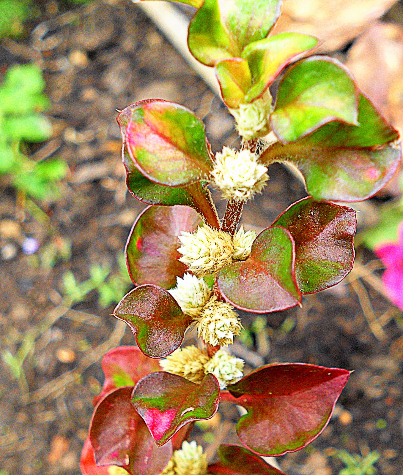 Hobi Belek Bunga Rumput... Koleksi 2 - Relaks Minda