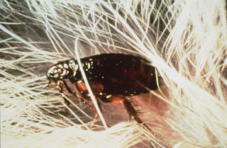 REGISAM KILL FUMGACIONES: PULGA o SIPHONAPTERA.