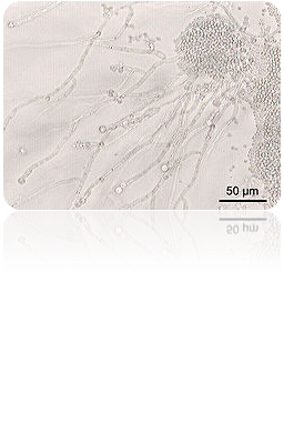 LABORATORIO CLINICO 4L2M MESA NO.2