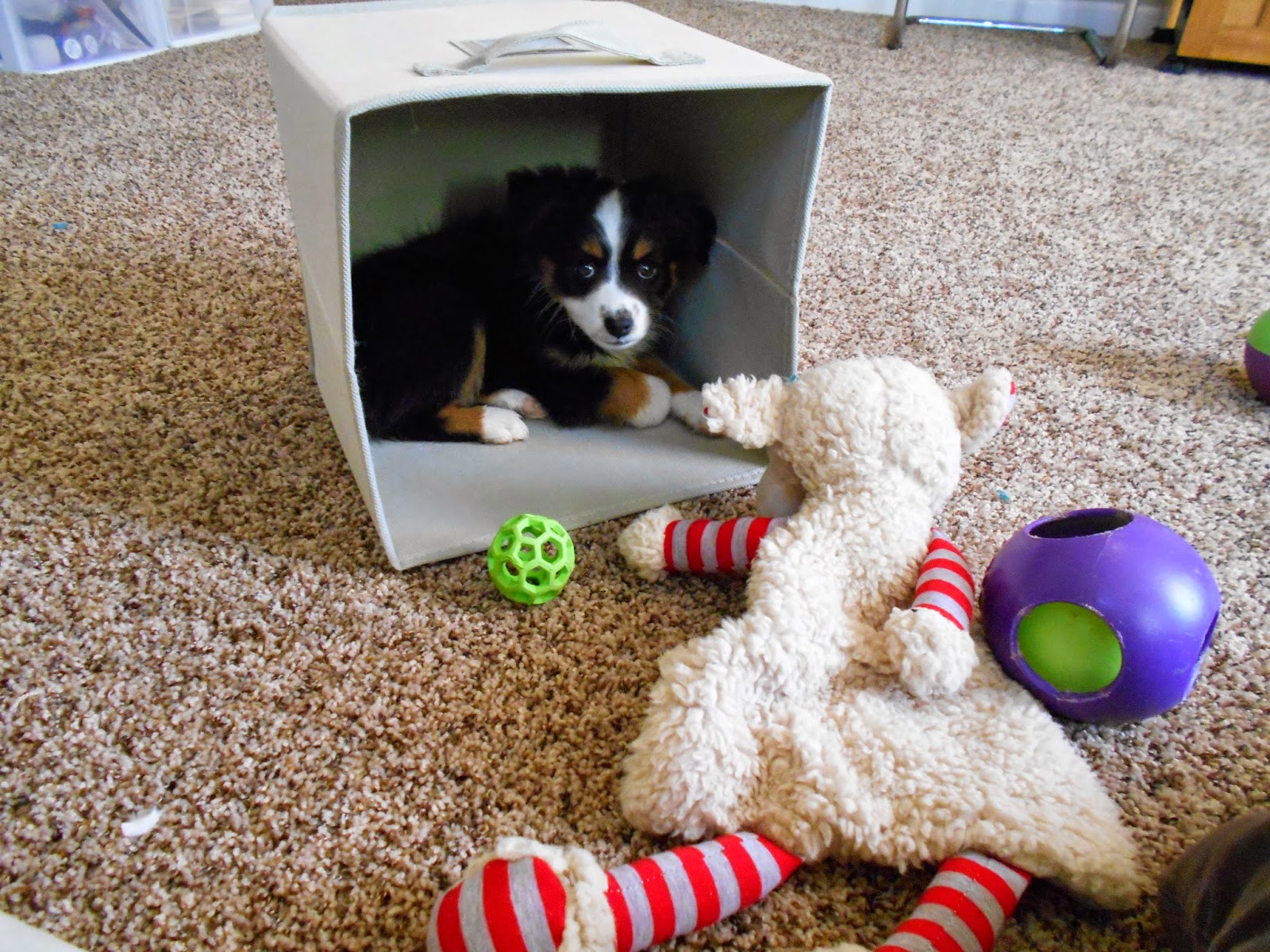 Raising a Mini Aussie: The experience of getting a second Aussie