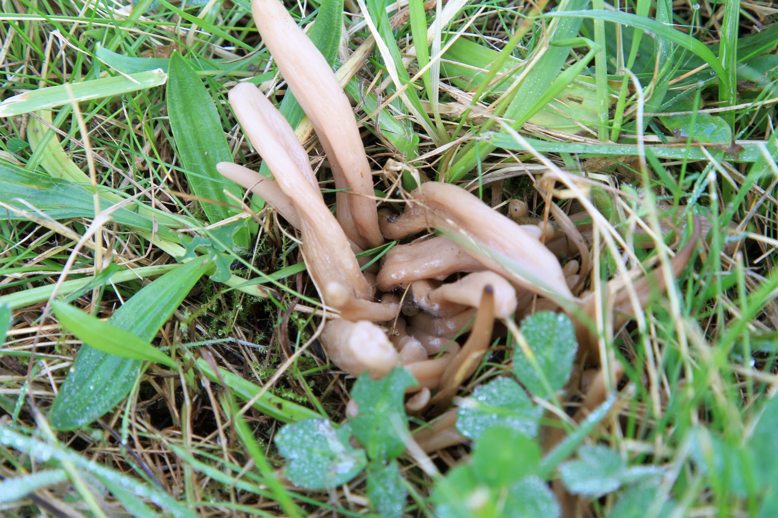 Gibside: Surveys 2 - Fungi