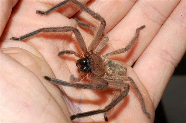 Real Monstrosities: Flat Huntsman Spider