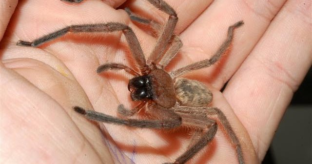 Real Monstrosities: Flat Huntsman Spider