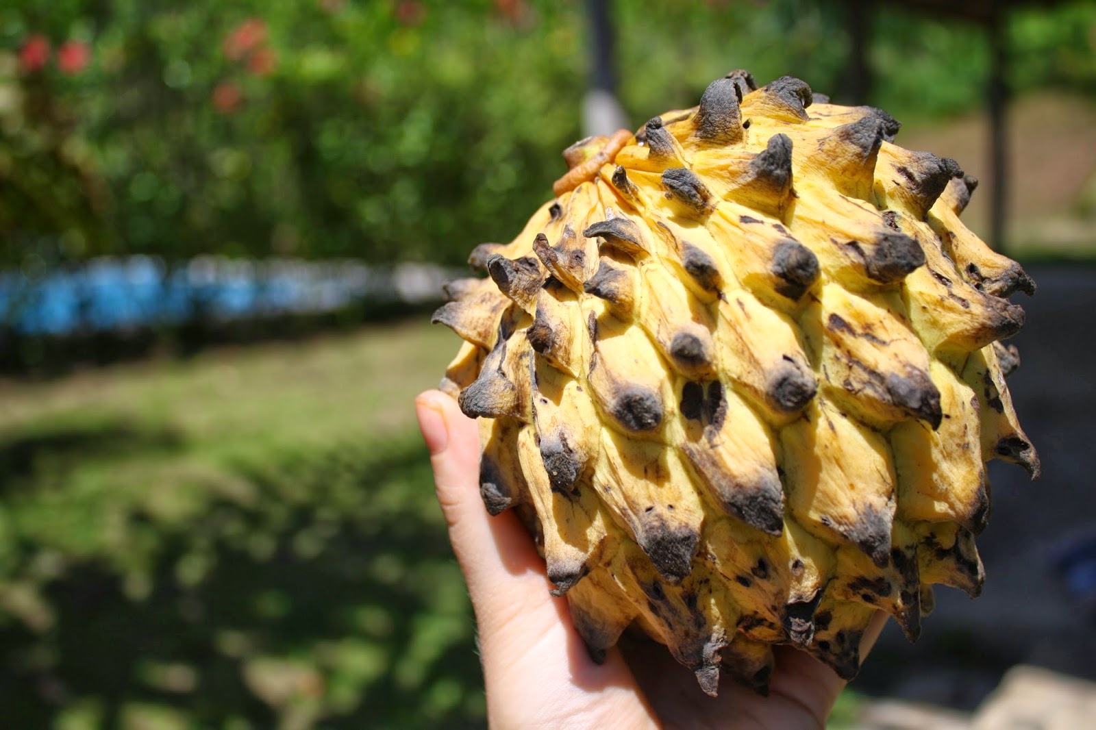 Plates for Plants: Top Ten Exotic Fruit of Costa Rica