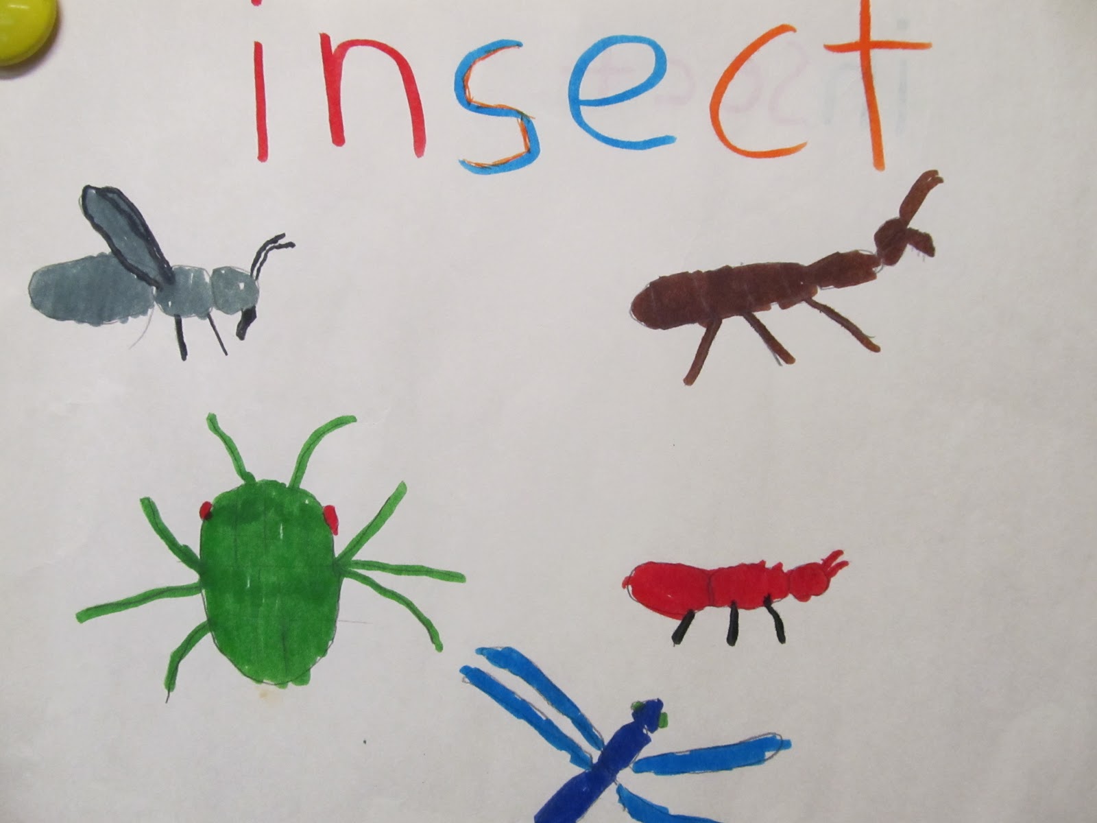 Our Class Projects: Insects!