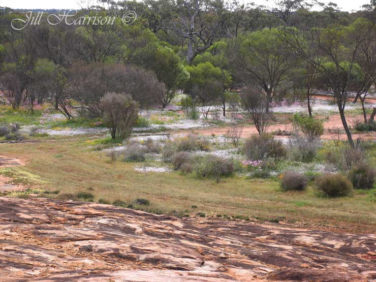 Life Images by Jill: Camp amongst the wildflowers