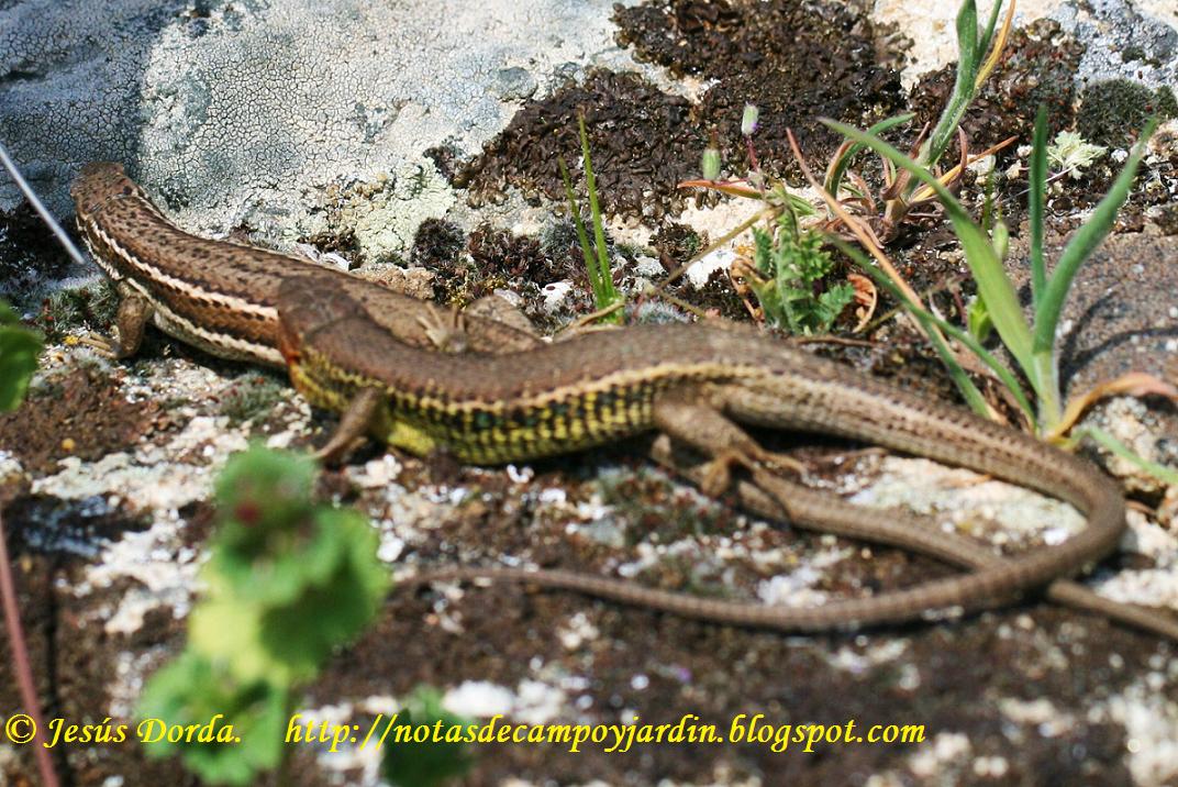 Notas de campo y jardín: Las vueltas de la lagartija colilarga