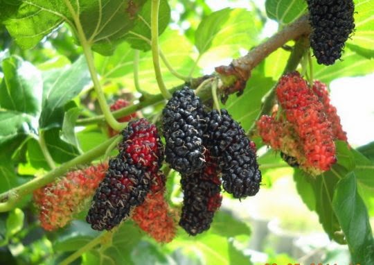 Natural treatment with Mulberry tree/Morus Indica/Morus alba/Murbei ...
