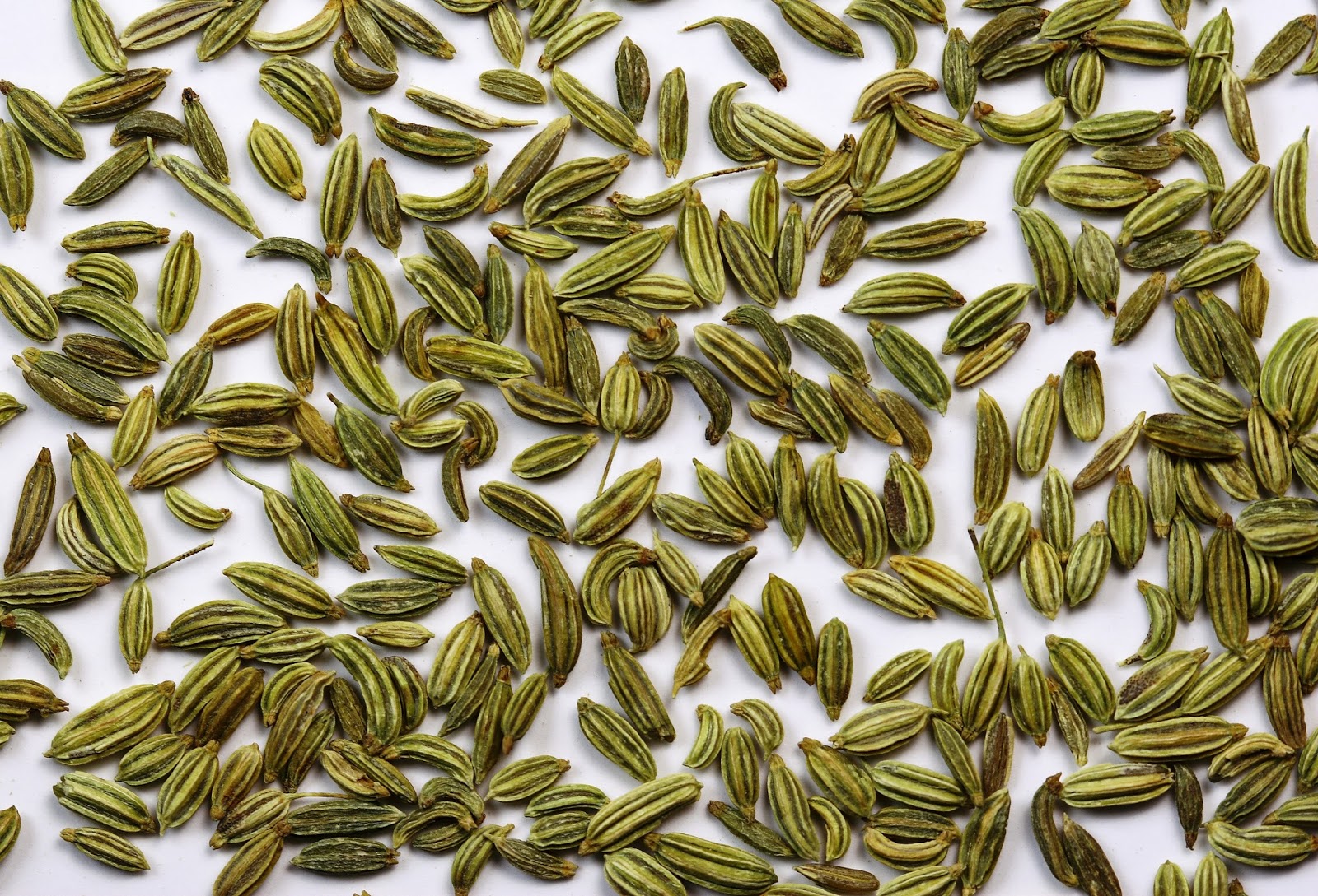 Kruidwis: Groene venkelzaden / Fructus foeniculi