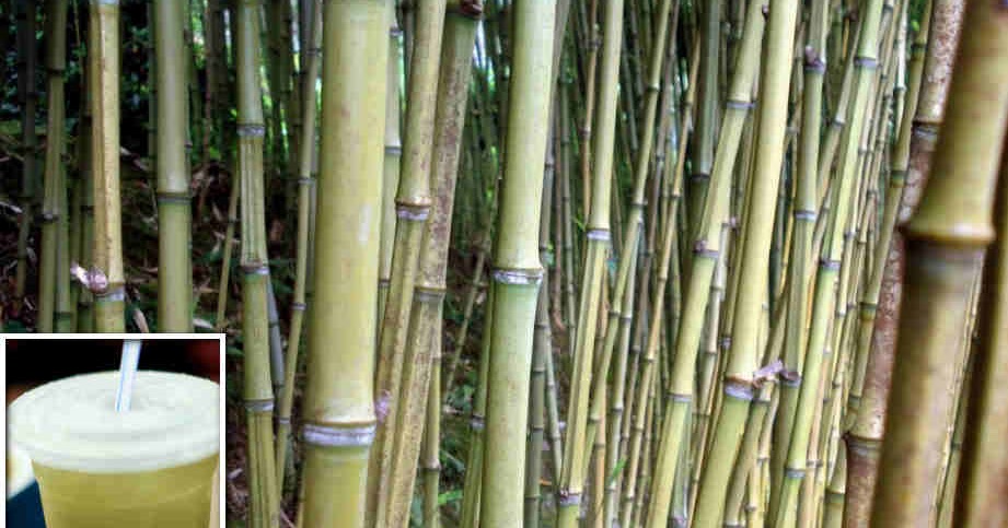 Ini Dia Manfaat Air Tebu Bagi Kesehatan Yang Jarang Diketahui - WADAHTEKNO