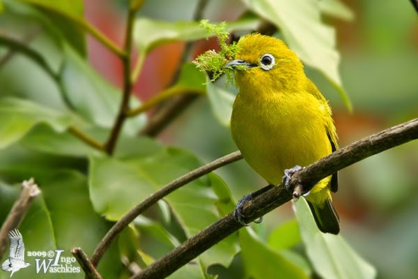 Jenis-Jenis Burung Pleci yang ada di Indonesia