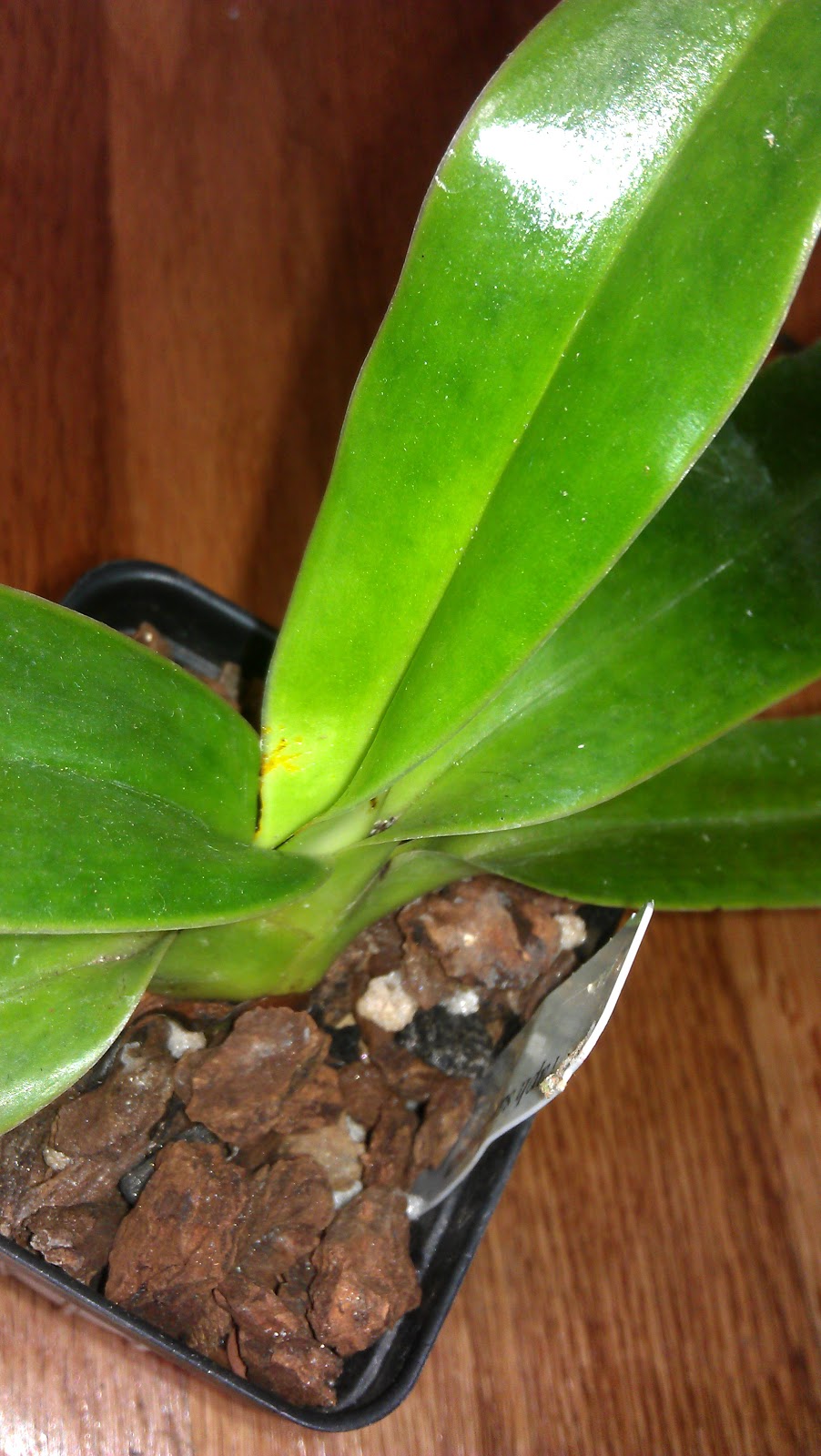 Maria's Orchids: Paphiopedilum Sanderianum