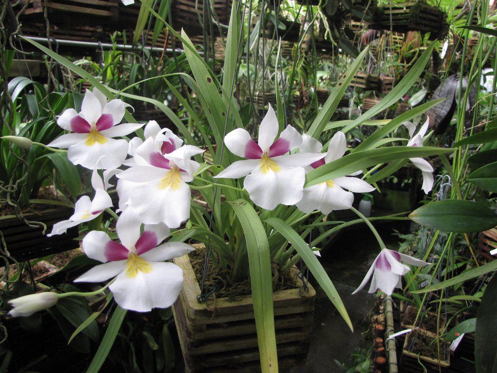 Miltoniopsis roezlii care and culture | Travaldo's blog