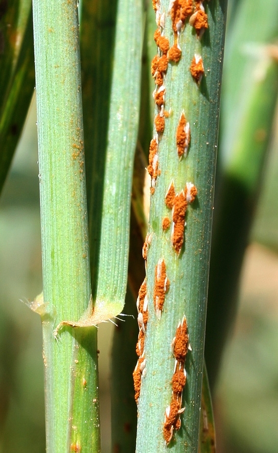 Plant Health Matters: A closer look at stem rust of wheat