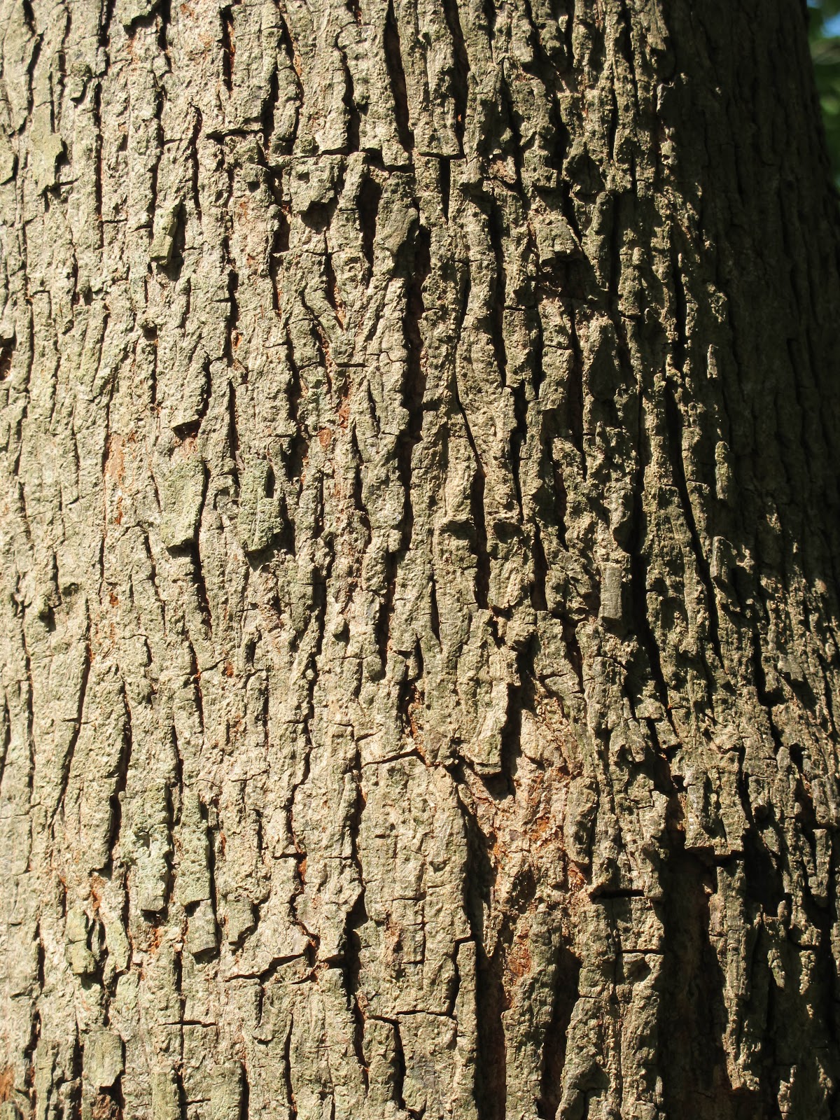 A Year With the Trees: Bitternut Hickory - Carya cordiformis