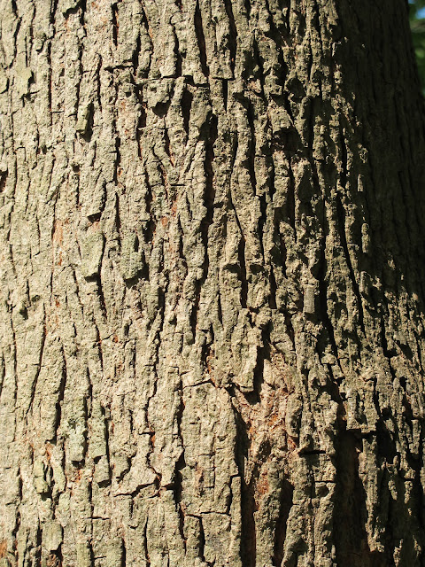 A Year With the Trees: Bitternut Hickory - Carya cordiformis