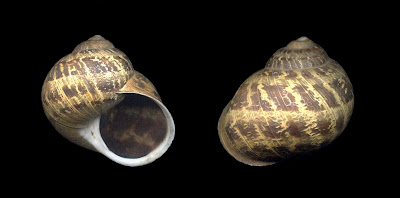 Moluscos terrestres de Argentina: Cryptomphalus aspersa (Muller, 1774)