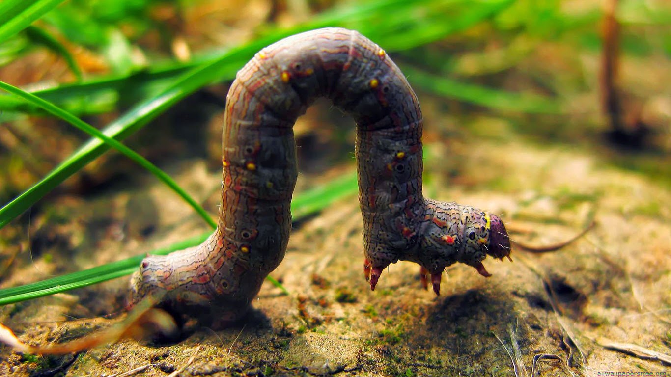 Download free Worm Wallpapers | Most beautiful places in the world ...