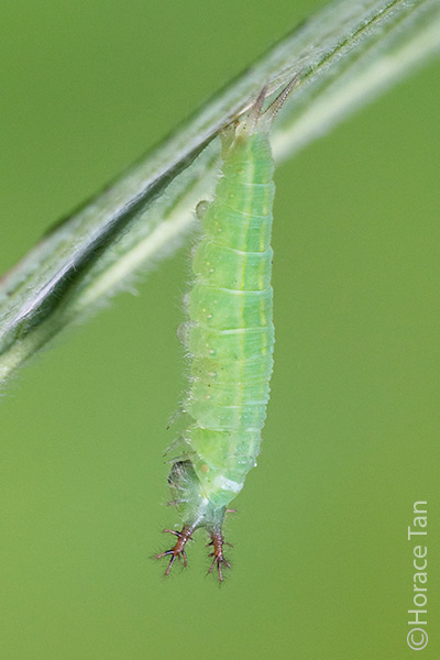 Butterflies of Singapore: 03/01/2017 - 04/01/2017