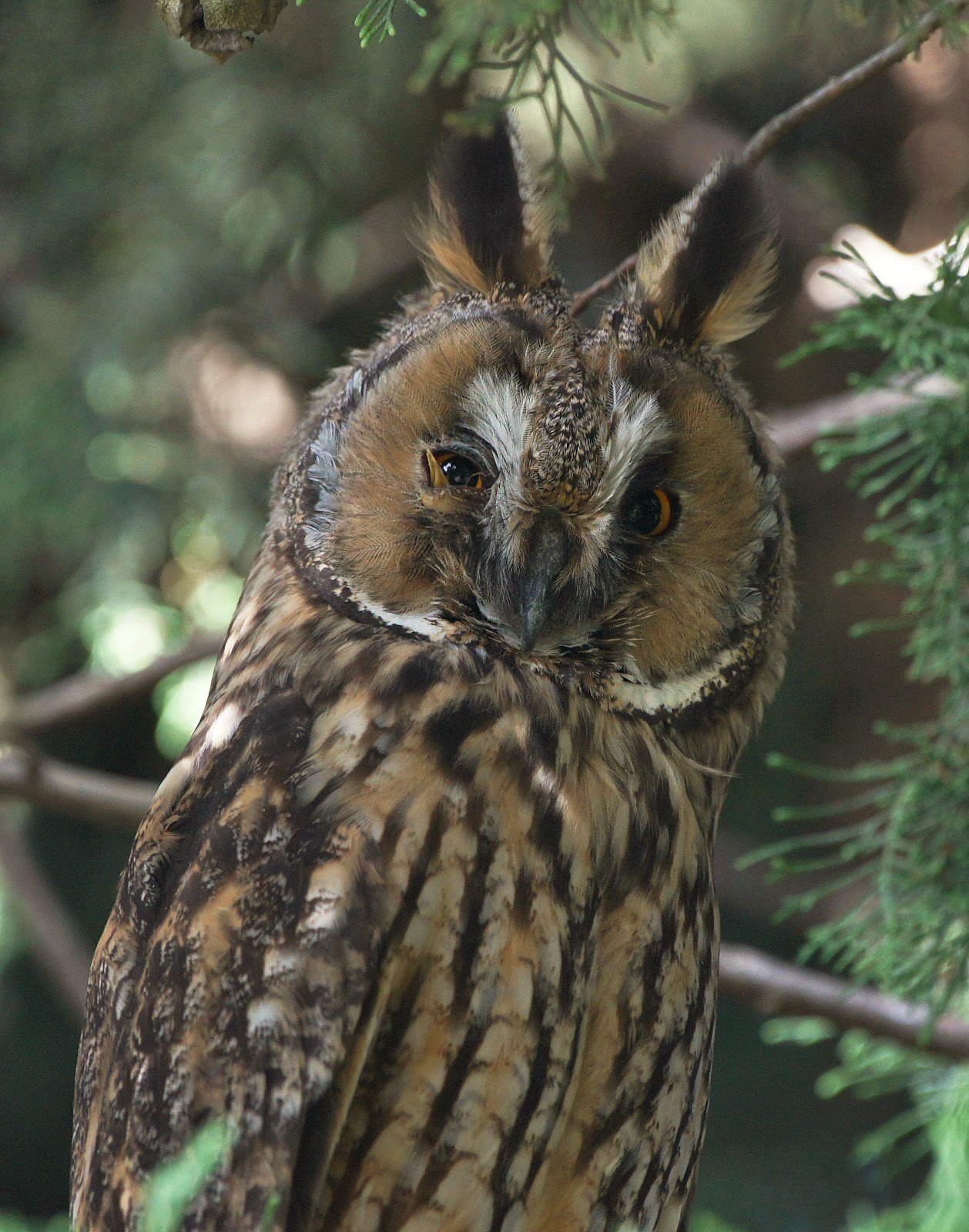 Pasión por las aves: Búho chico.(Asio otus)