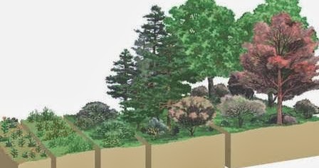 Pengertian Suksesi Primer dan Sekunder - cekrisna