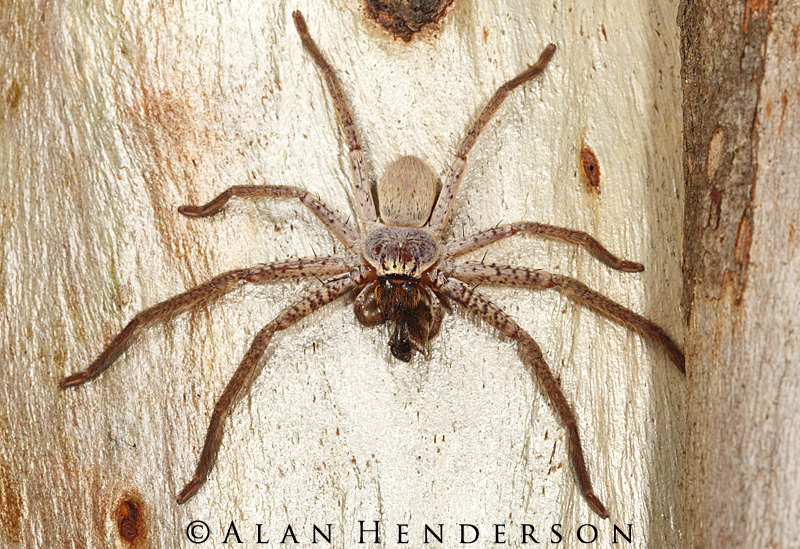 Minibeast Wildlife - Rainforest Encounters: March 2012