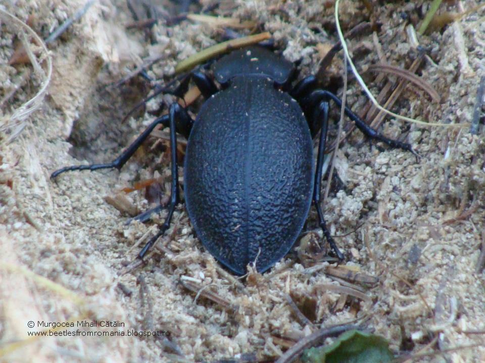 Beetles from Romania: Carabus (Procustes) coriaceus