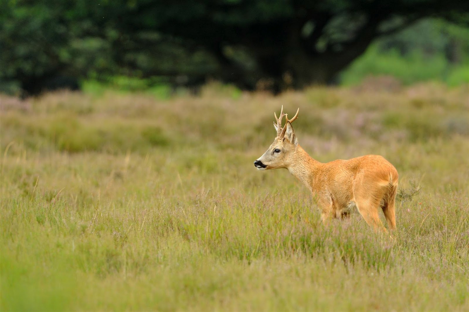 Gonnie van de Schans : Reeën fotograferen met Loes