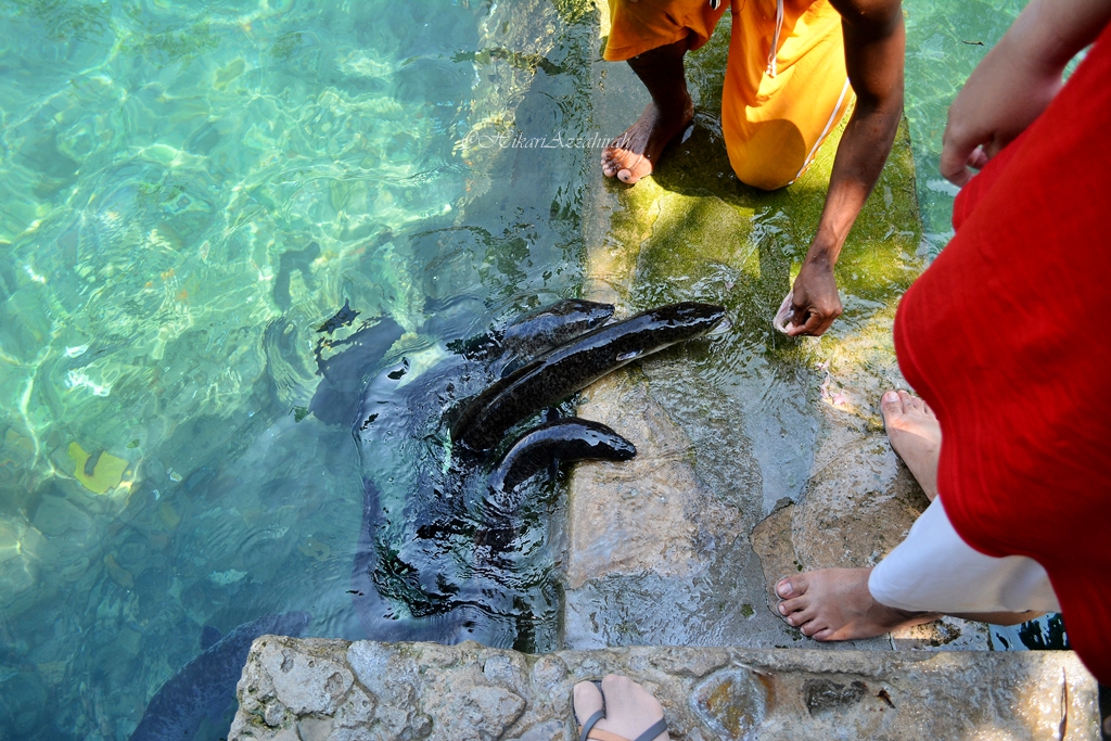 Morea, Belut Raksasa Dari Ambon