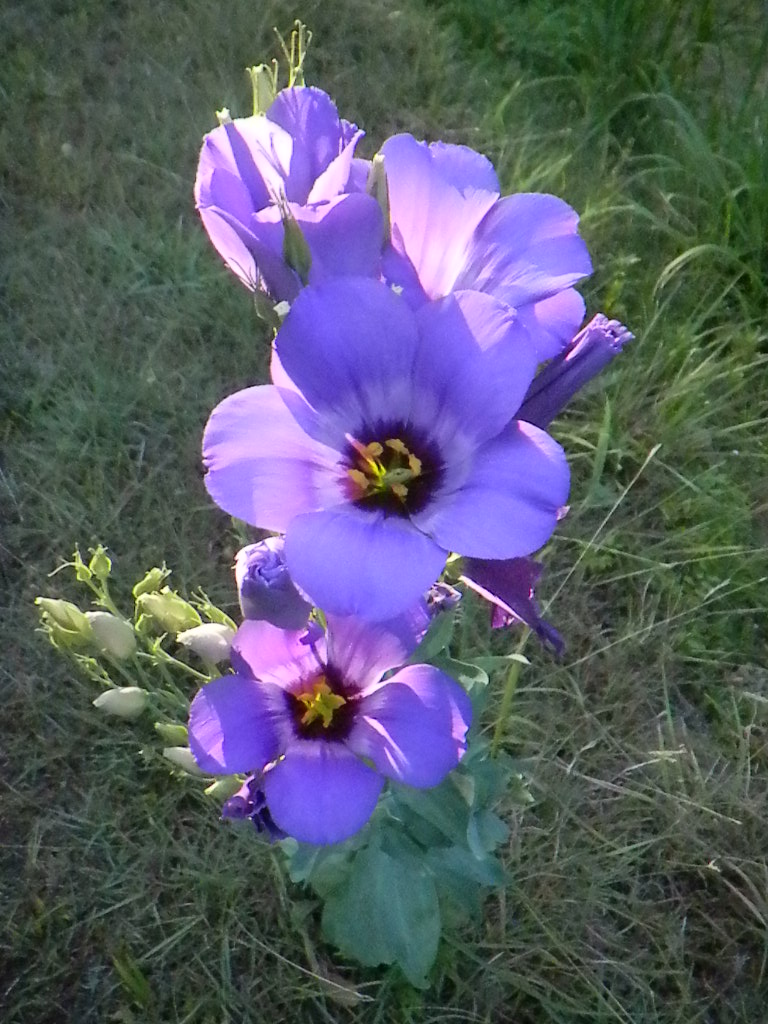 balance pose: Texas Bluebells