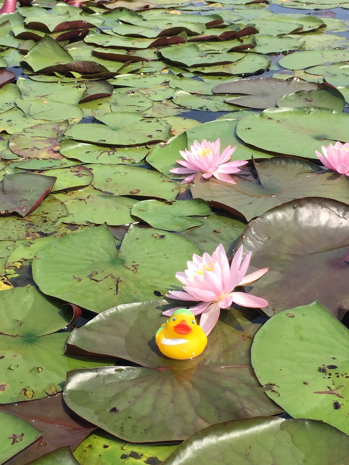 Kayaking Across Ohio: Lake Rupert: Damselflies' Playground