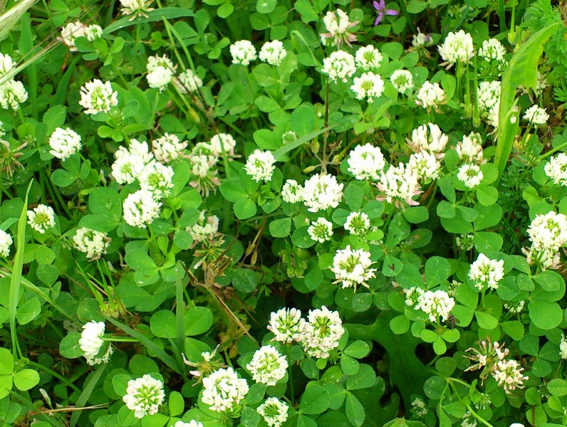 Trevo-branco - Trifolium repens | Natureza Bela
