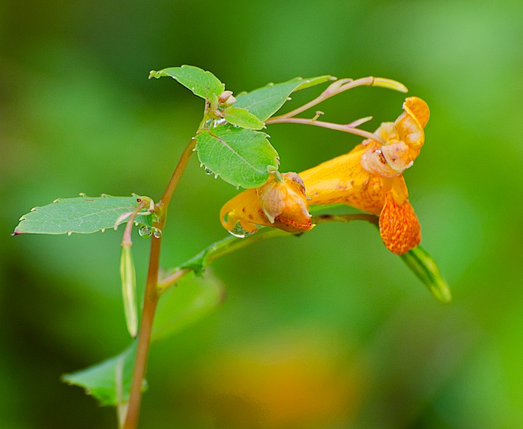 Riverdaze…: JEWELWEED