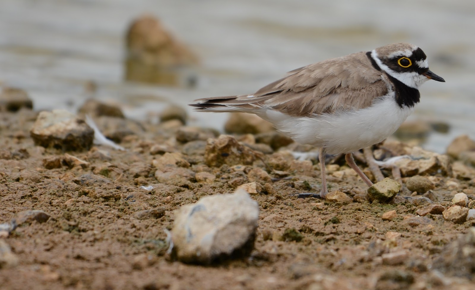 Dave Mo Birding: Little Ringed Plover family