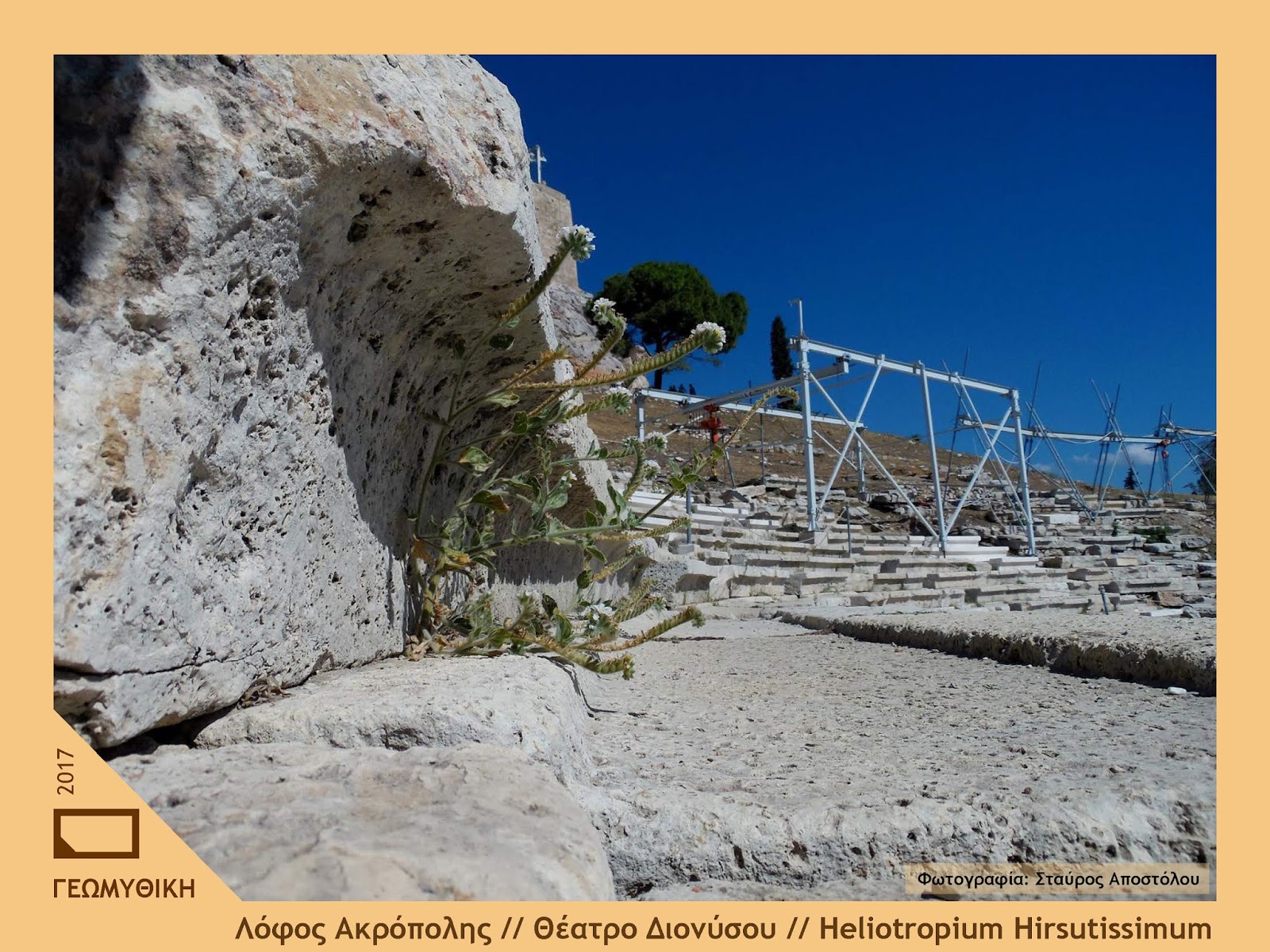 Τα φυτά της Ακρόπολης // Βοτανική περιήγηση στον ιερό βράχο.
