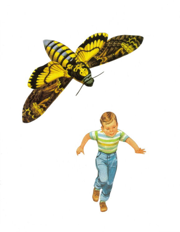 Dadadreams' Original Collage Art: Death Head Moth Art Collage