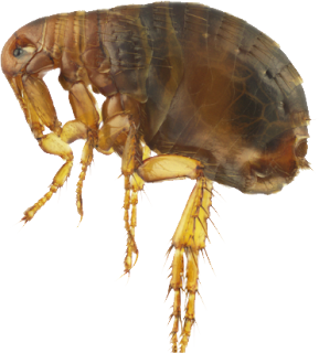 COSAS PARA PhotoScape: IMÁGENES PARA PHOTOSCAPE, PHOTOSHOP Y GIMP DE ...