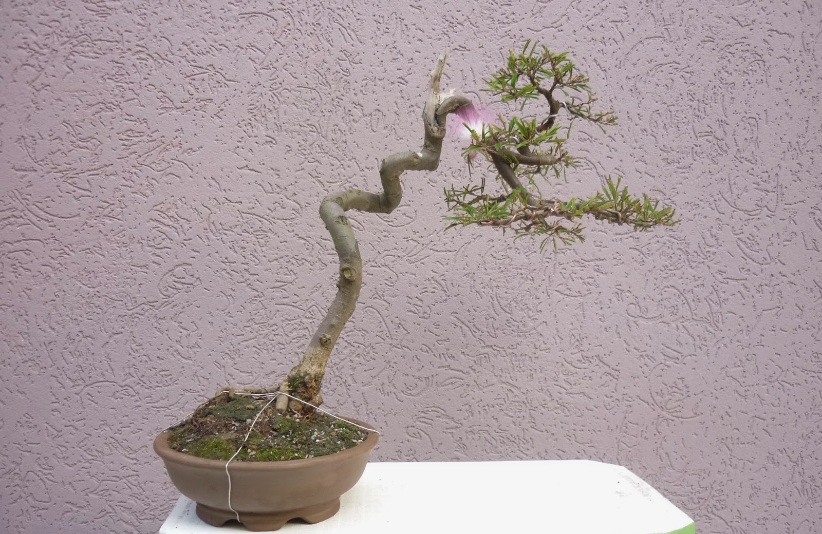 Bonsai: Bonsai - Caliandra em estilo Literati - Caliandra Literati style