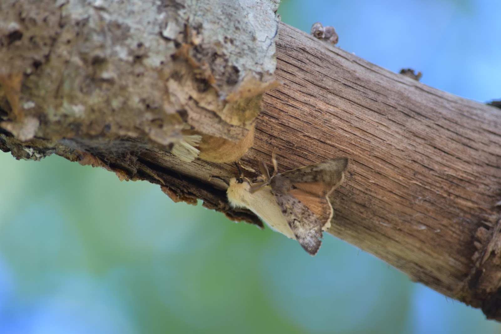 WSDA AgBriefs: Gypsy Moth Outbreak Tour