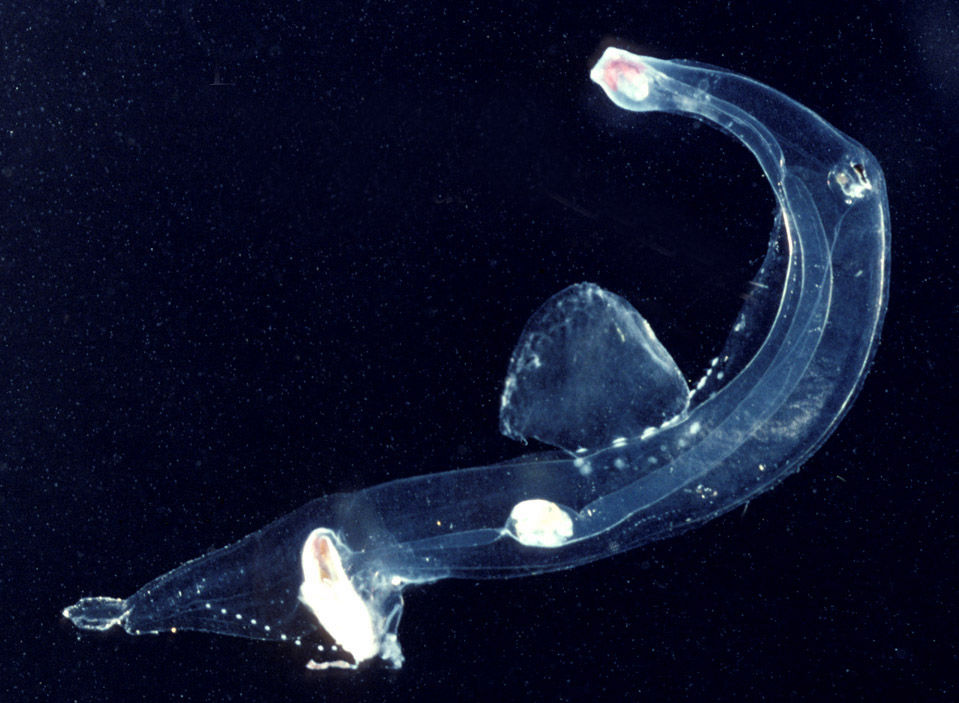 Real Monstrosities: Sea Elephant