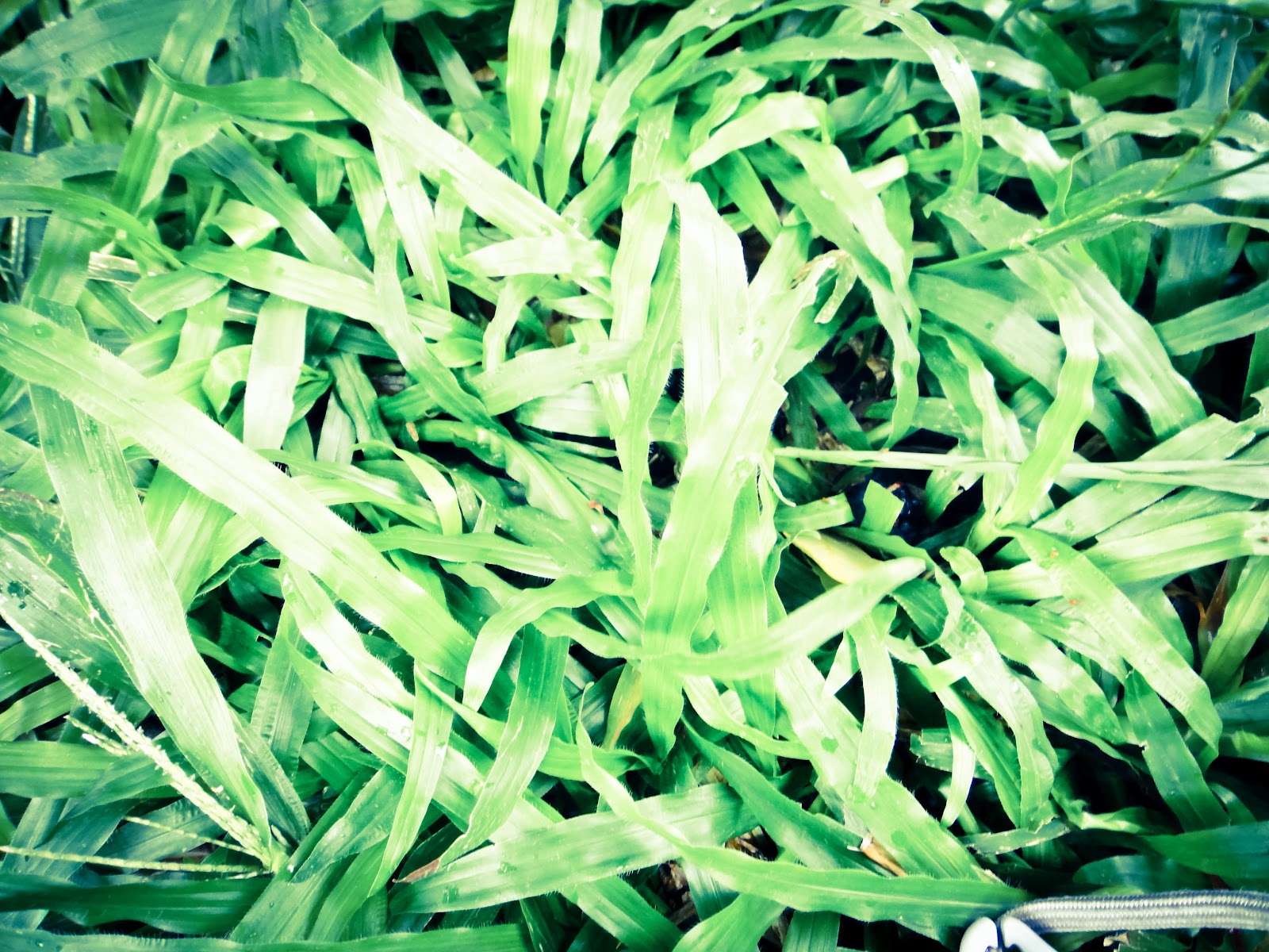 Tita Arlet: Kalumpit: Don't pop that cherry