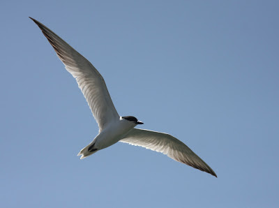 La Palma Birds: Gull-billed Tern