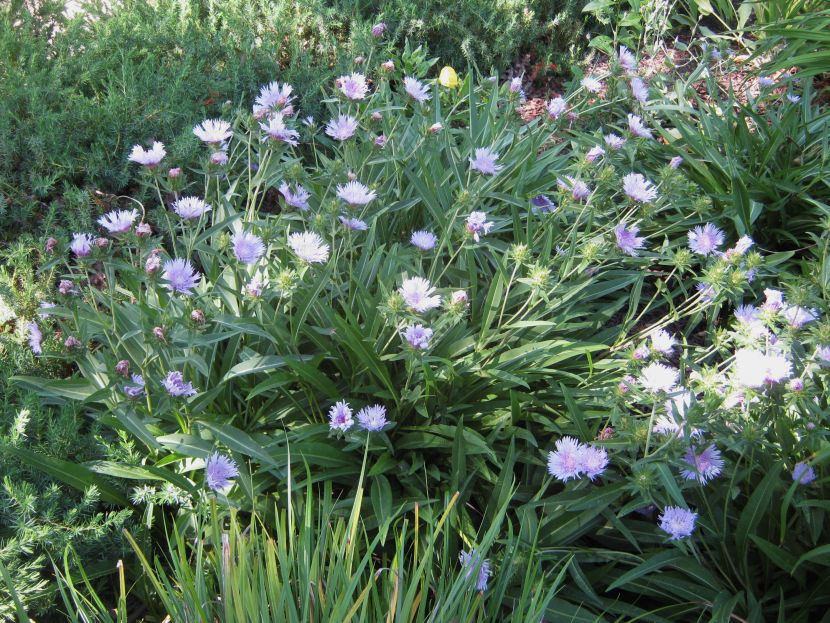 Future Plants by Randy Stewart: Stokes Aster