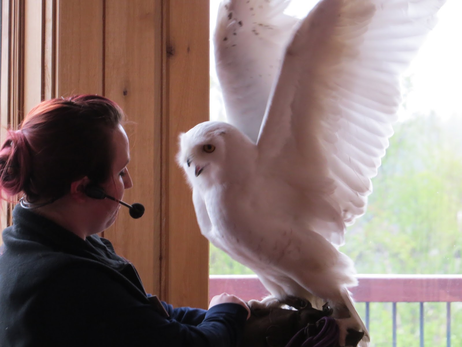 Ghost needs a new mew (house)