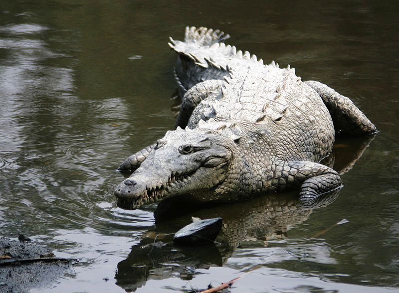 Alligator, Crocodile, Caiman, Gavial: Alligator, Crocodile, Caiman, Gavial