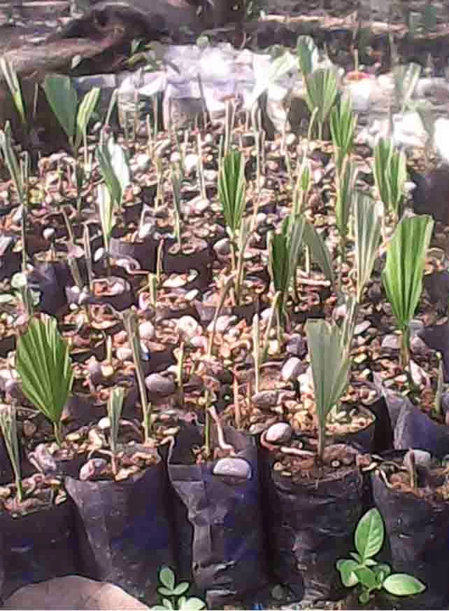 Bibit Sawit, Karet dan Aren: Budidaya Aren Lengkap